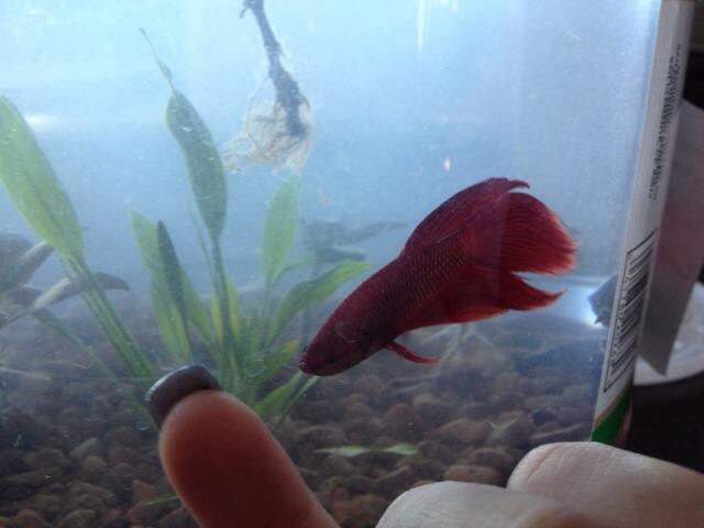 Grumpy Guppy - Scotts On The Rocks Blog